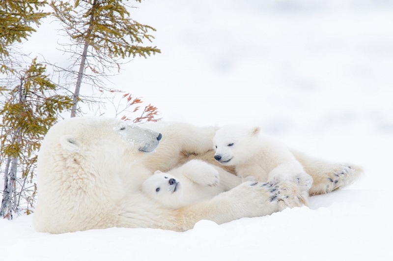 SGEM Vienna Sessions "Green Science for Green Life" - SGEM Vienna Green